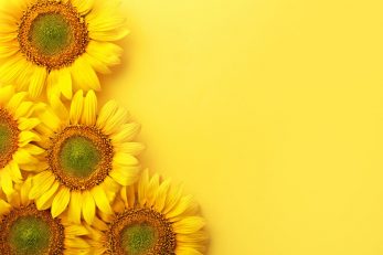 Sunflower Symbolism: Real Meaning Behind Yellow Petals Beauty!