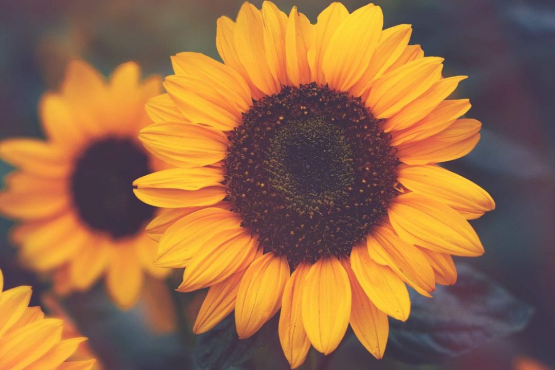 Sunflower Symbolism: Real Meaning Behind Yellow Petals Beauty!