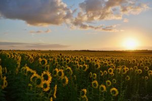 Sunflower Symbolism: Real Meaning Behind Yellow Petals Beauty!