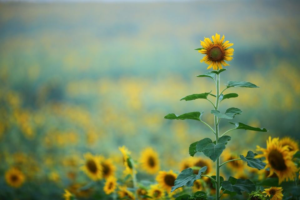 Sunflower Symbolism: Real Meaning Behind Yellow Petals Beauty!