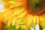 Sunflower Symbolism: Real Meaning Behind Yellow Petals Beauty!