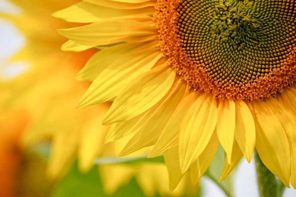 Sunflower Symbolism: Real Meaning Behind Yellow Petals Beauty!
