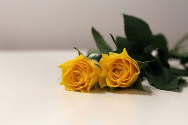 Yellow Rose Meaning In Relationship & Top 3 Yellow Rose Types - Plantisima