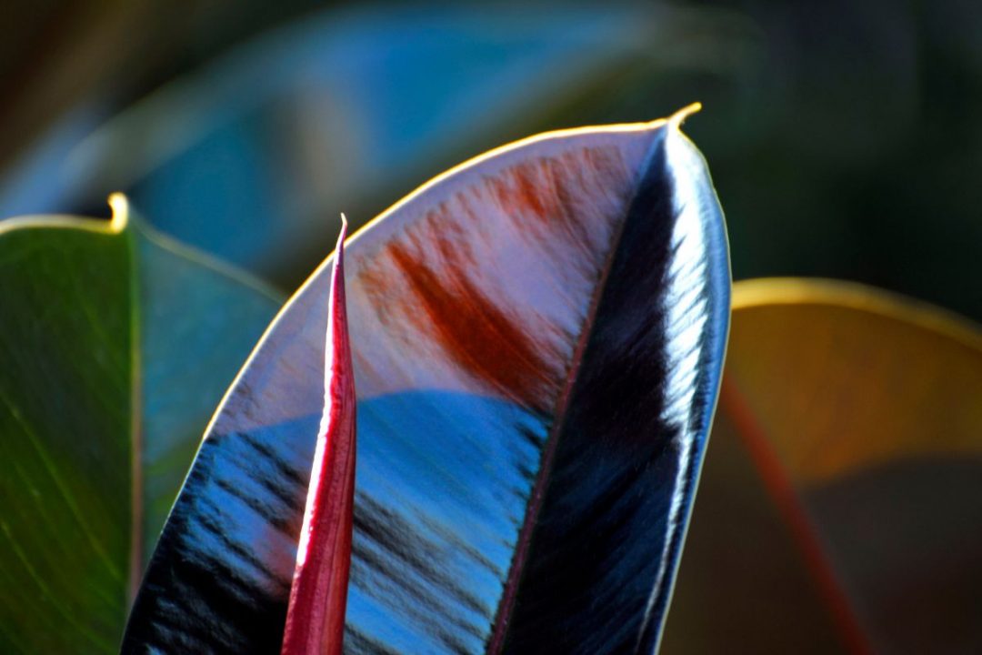 Ficus Elastica: The Classic Houseplant Is Back! - Plantisima