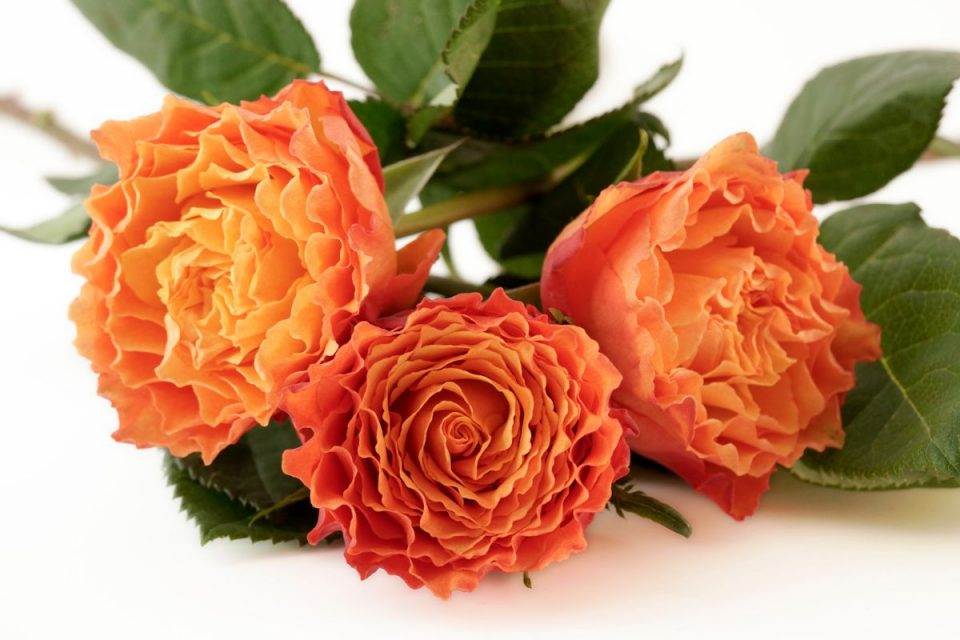 Why Orange Roses Are the Perfect Flower for Passion and Energy