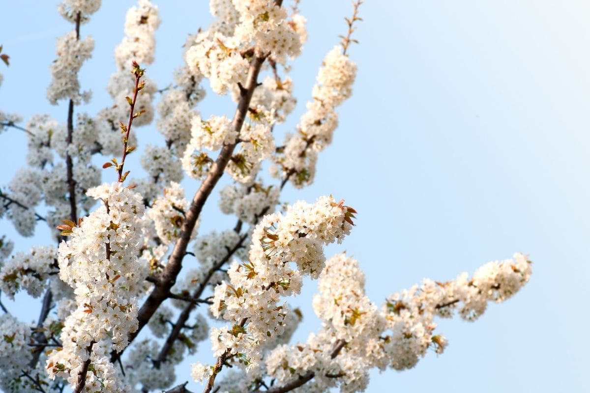 Tree With White Flowers: Garden Tree Beauty! - Plantisima