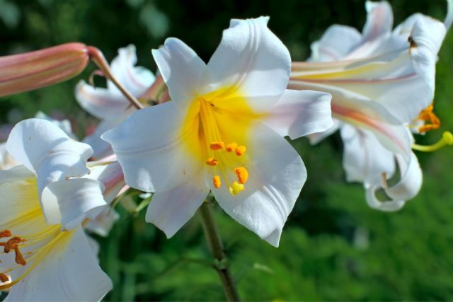 Types Of Lilies And Their Meanings: Real Meaning Of The Beauty ...