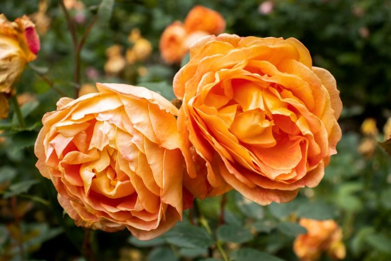 Here’s How ‘Rose’ Is Said in 92 Languages Around the World - Plantisima