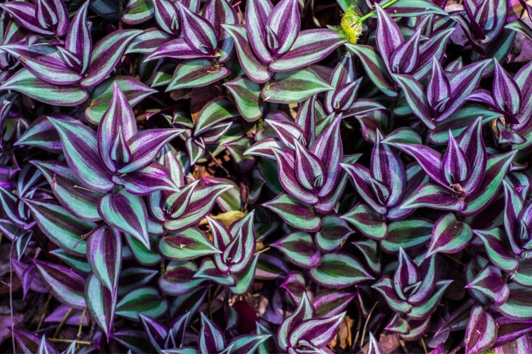 Purple House Plants: Bring Floral Colors To Your Home - Plantisima