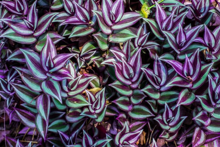 Purple House Plants: Bring Floral Colors To Your Home - Plantisima