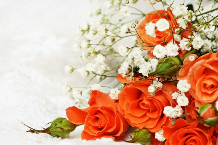 Orange Roses Meaning: Rosa Tropicana Hidden Symbolism - Plantisima