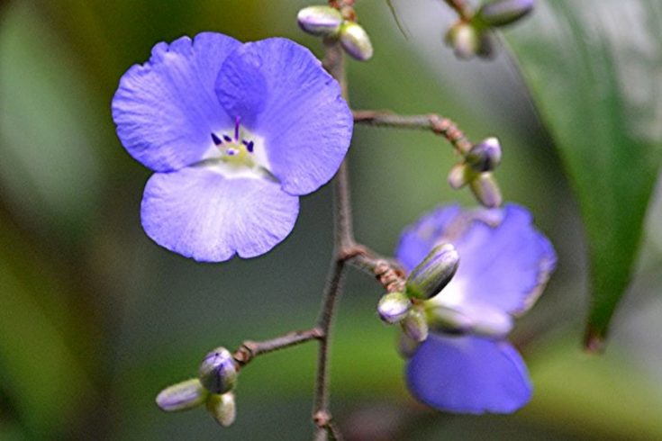 Blue Ginger Plant: Secret Scents Of Dichorisandra Thyrsiflora