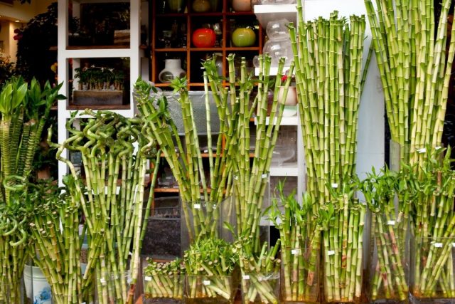 Lucky Bamboo Turning Yellow: Our Best Advice On How To Prevent It ...