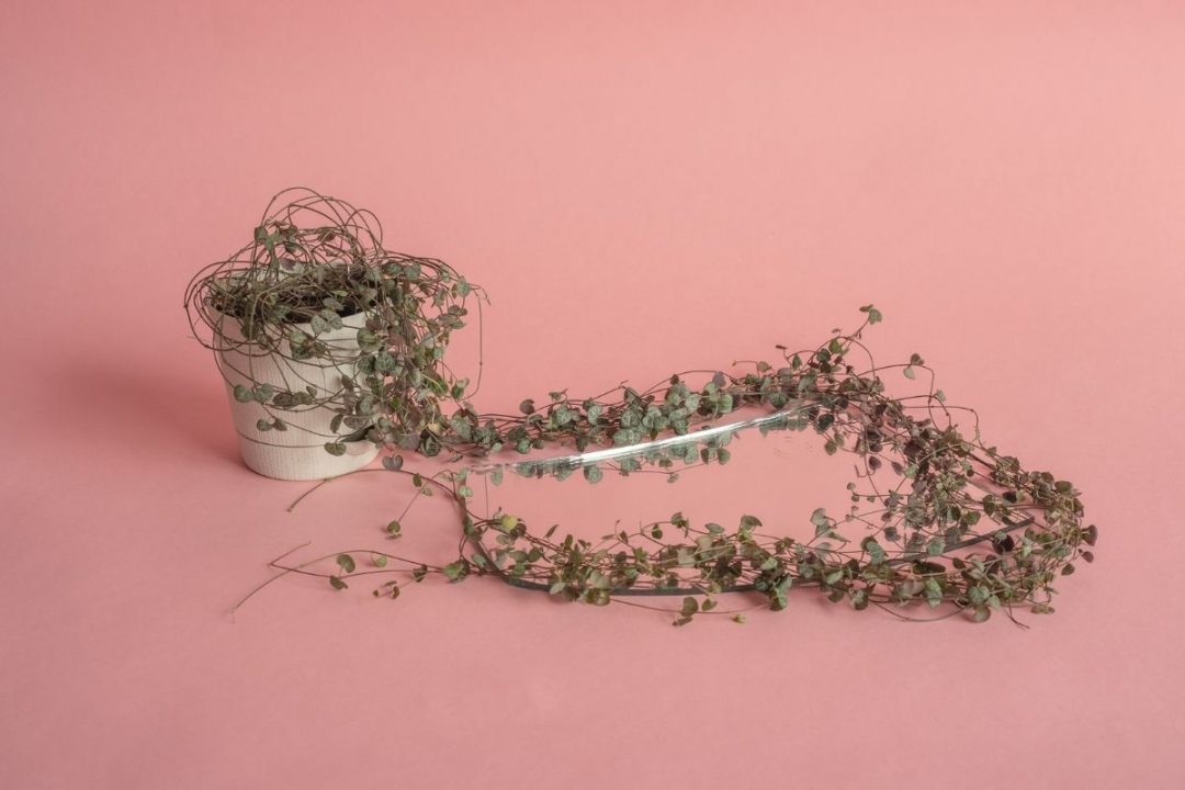 String of Hearts Plant Brings Endless Love to Your Home - Plantisima