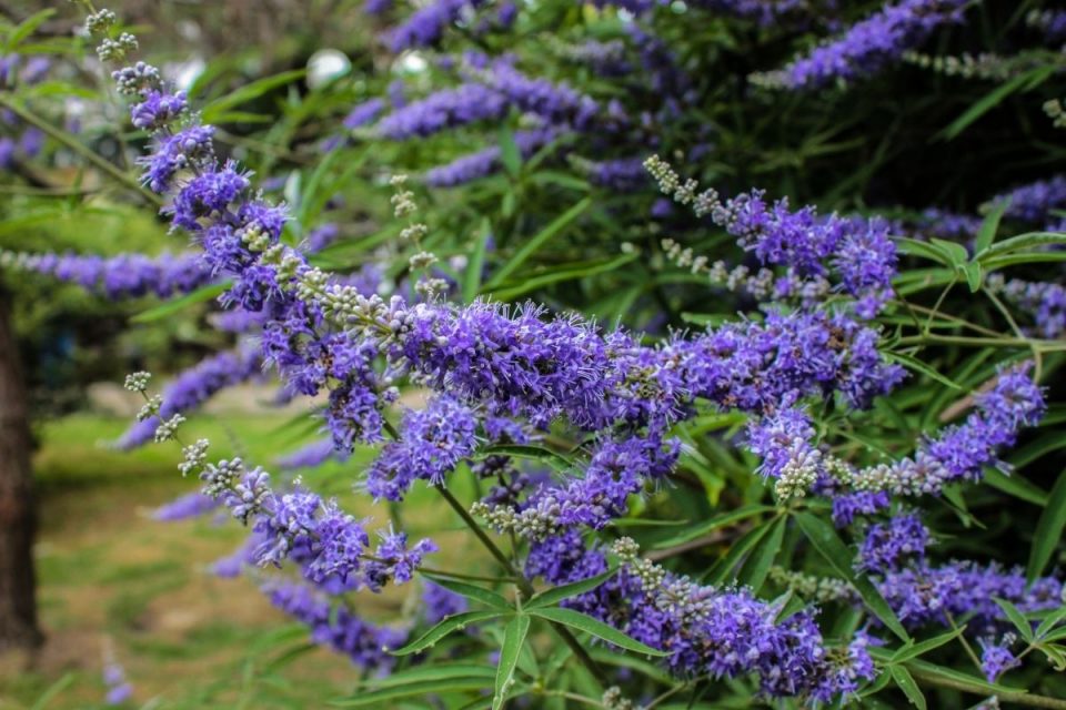 Tree With Purple Flowers: About Lovely Flowering Trees - Plantisima