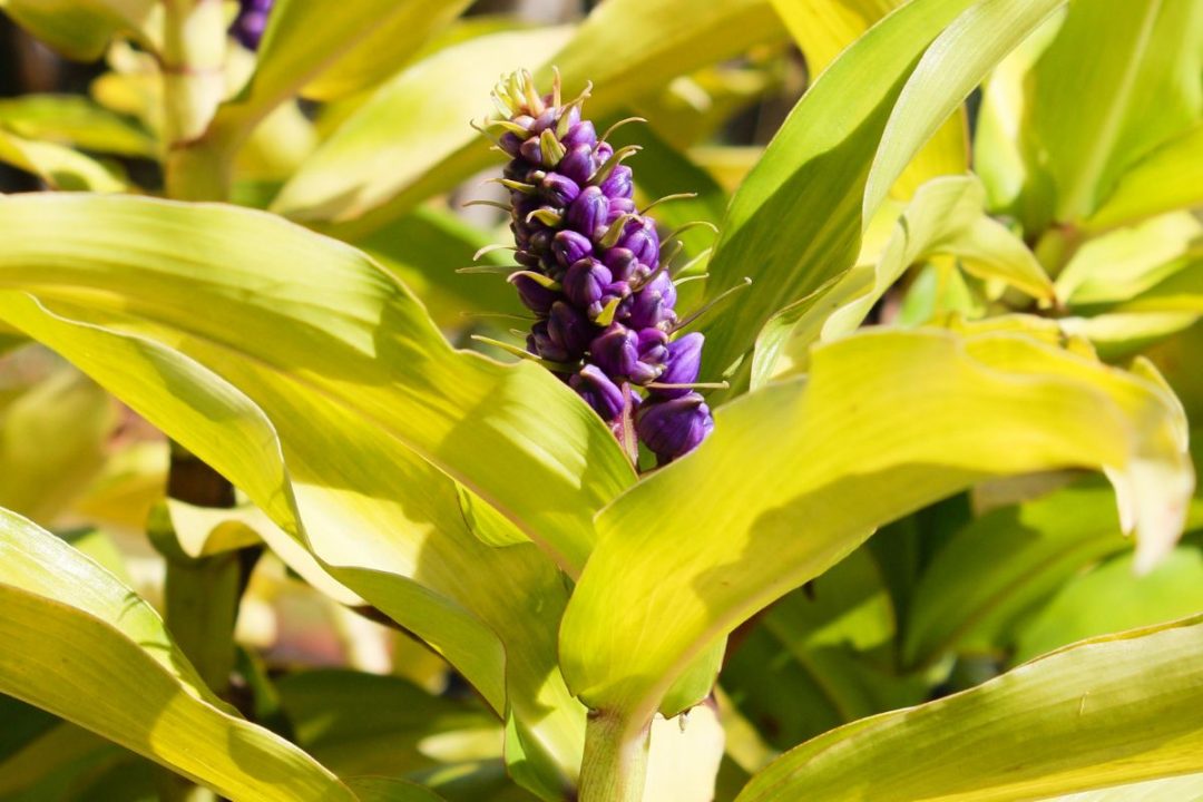 Blue Ginger Plant: Secret Scents Of Dichorisandra Thyrsiflora