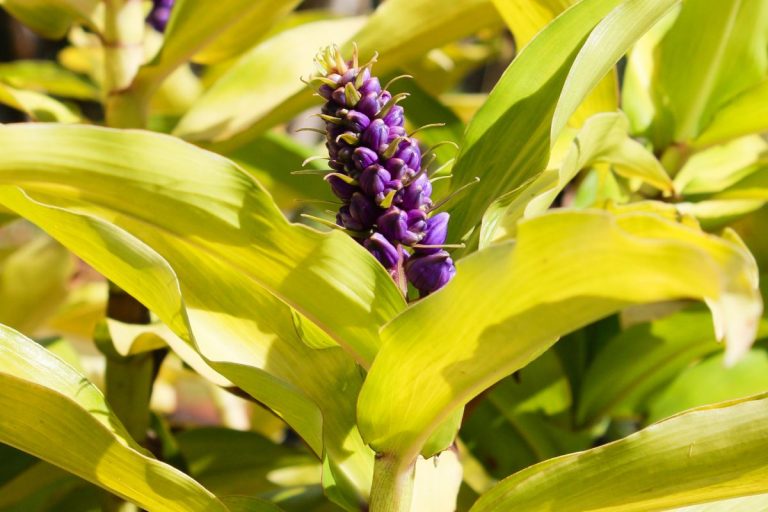 Blue Ginger Plant: Secret Scents Of Dichorisandra Thyrsiflora - Plantisima