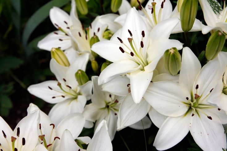 5 Types of Lilies Each with Its Own Unique Meaning - Plantisima