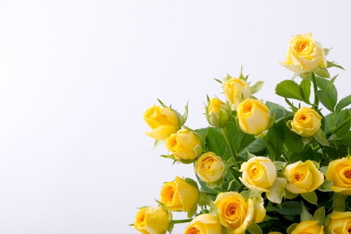 Yellow Rose Meaning In Relationship Top 3 Yellow Rose Types Plantisima