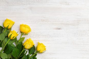 Yellow Rose Meaning In Relationship & Top 3 Yellow Rose Types - Plantisima