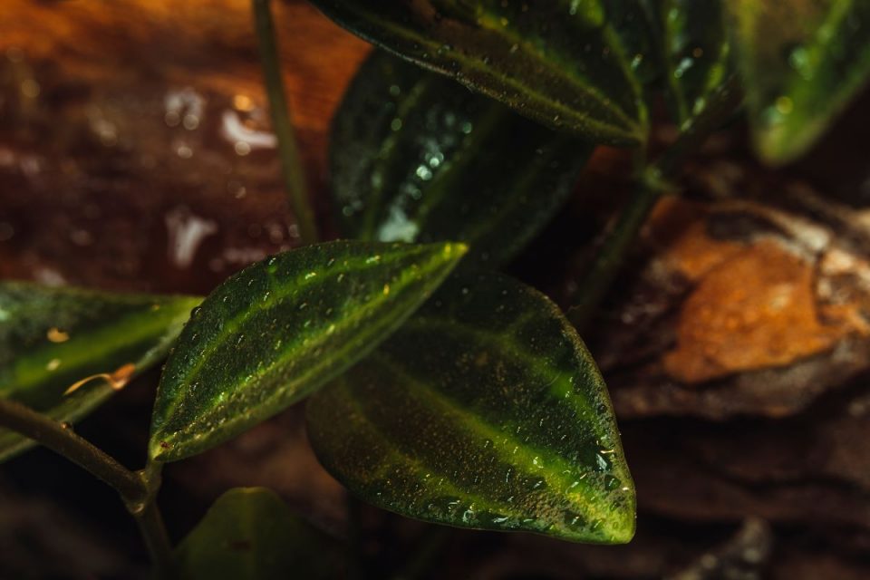 Fall in Love with These 13 Must See Types of Peperomia