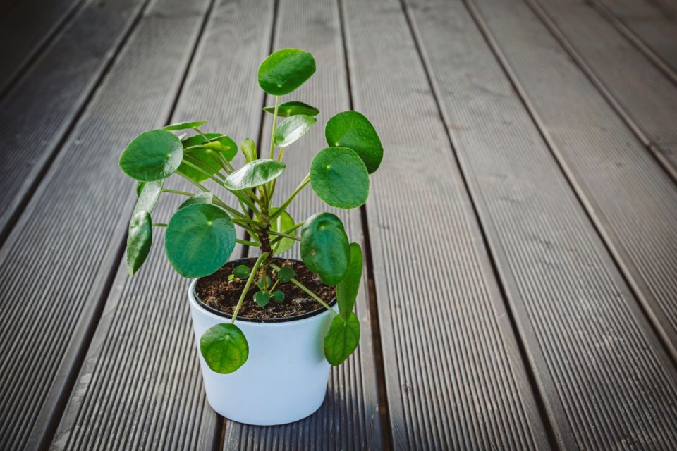 Types Of Peperomia: 13 Breathtaking Types Of Peperomia - Plantisima