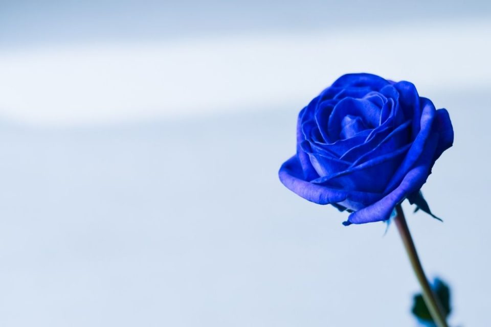 Blue Rose Meaning: Little Mystery Behind Blue Color