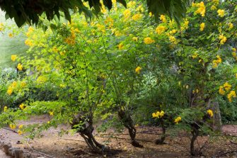 The Top 15 Yellow Flowering Trees and Shrubs to Brighten Your Garden