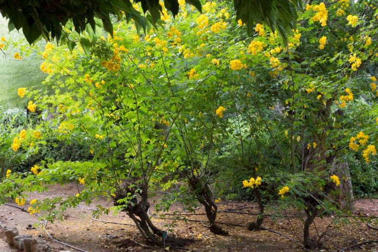 The Top 15 Yellow Flowering Trees and Shrubs to Brighten Your Garden