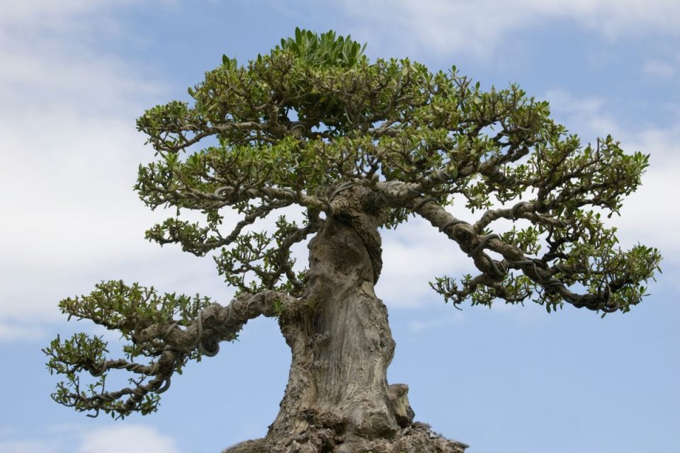 Most Expensive Bonsai Tree: Million Dollars For One Tree?! - Plantisima