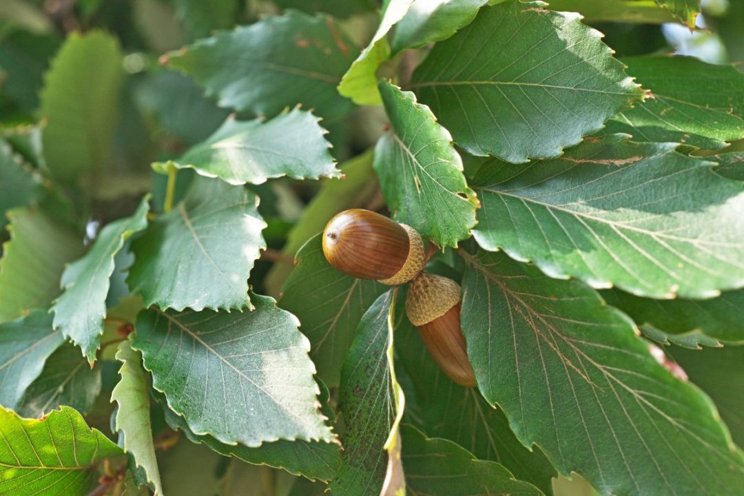 Florida Oak Trees: 11 Types Of Oak Trees In Florida - Plantisima