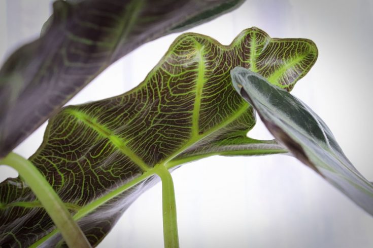 Everything You Need to Know About African Mask Plant Care at Home