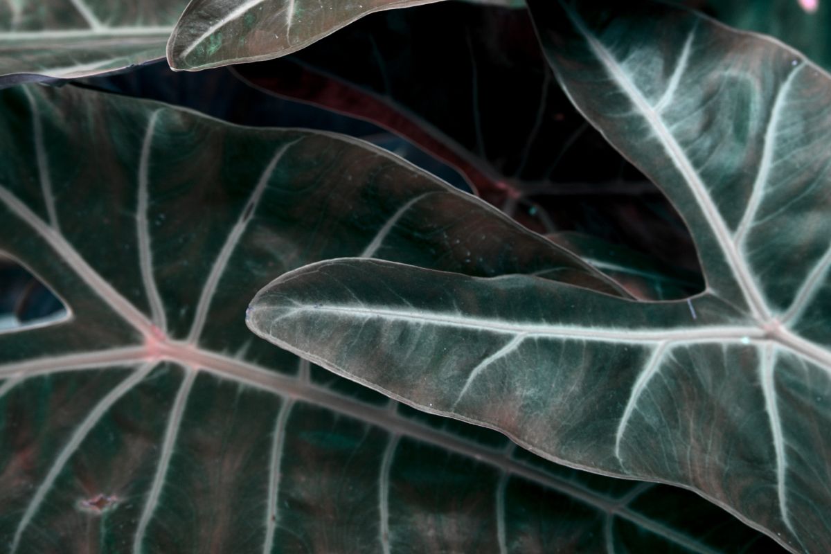 African Mask Plant: Care And Cultivation In The House - Plantisima