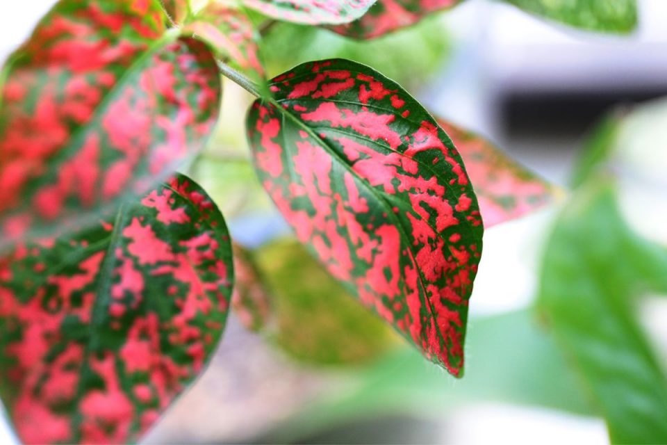 Bring Bold Color to Your Space with These 11 Red Leaf Plants - Plantisima