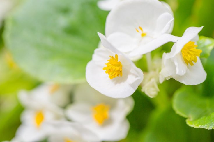 Begonia White: Care Guide For A White Beauty - Plantisima