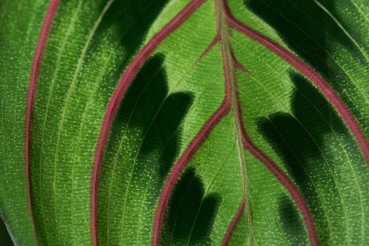 Big Leaf Houseplants: 11 Big Leaves Plant Varieties - Plantisima