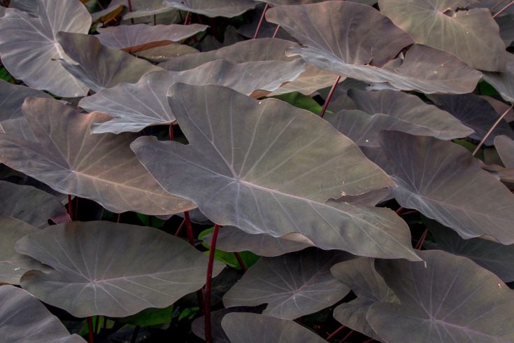 9 Stunning Black Houseplants to Elevate Your Home Decor