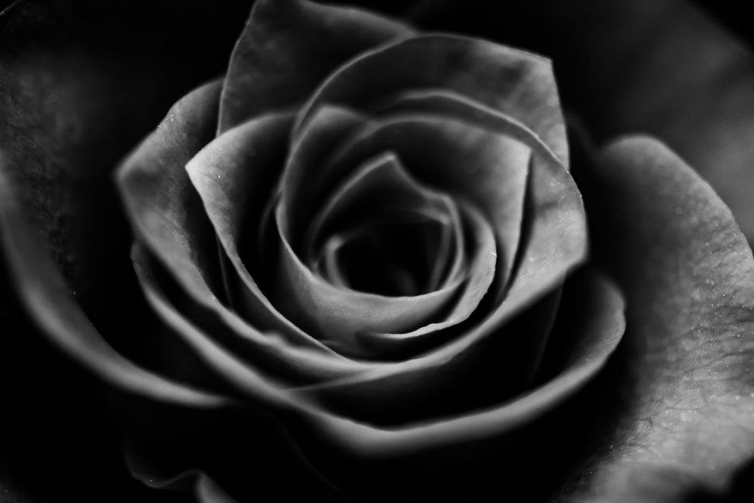 Unveiling the Meaning Behind the Mysterious Black Rose