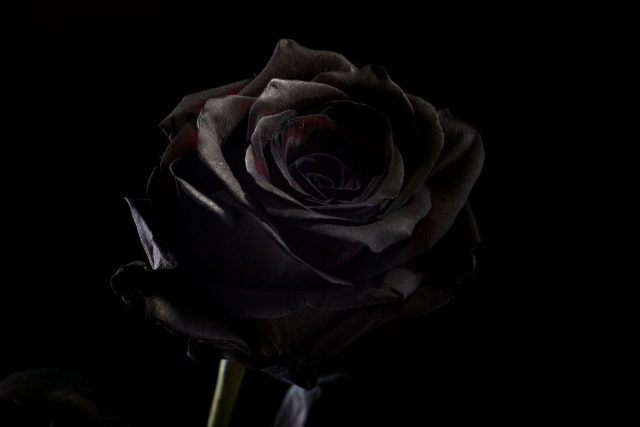 Unveiling the Meaning Behind the Mysterious Black Rose