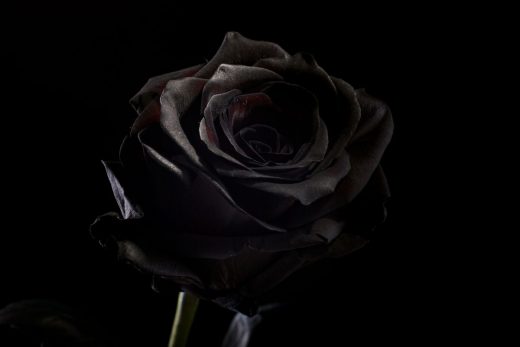 Unveiling the Meaning Behind the Mysterious Black Rose