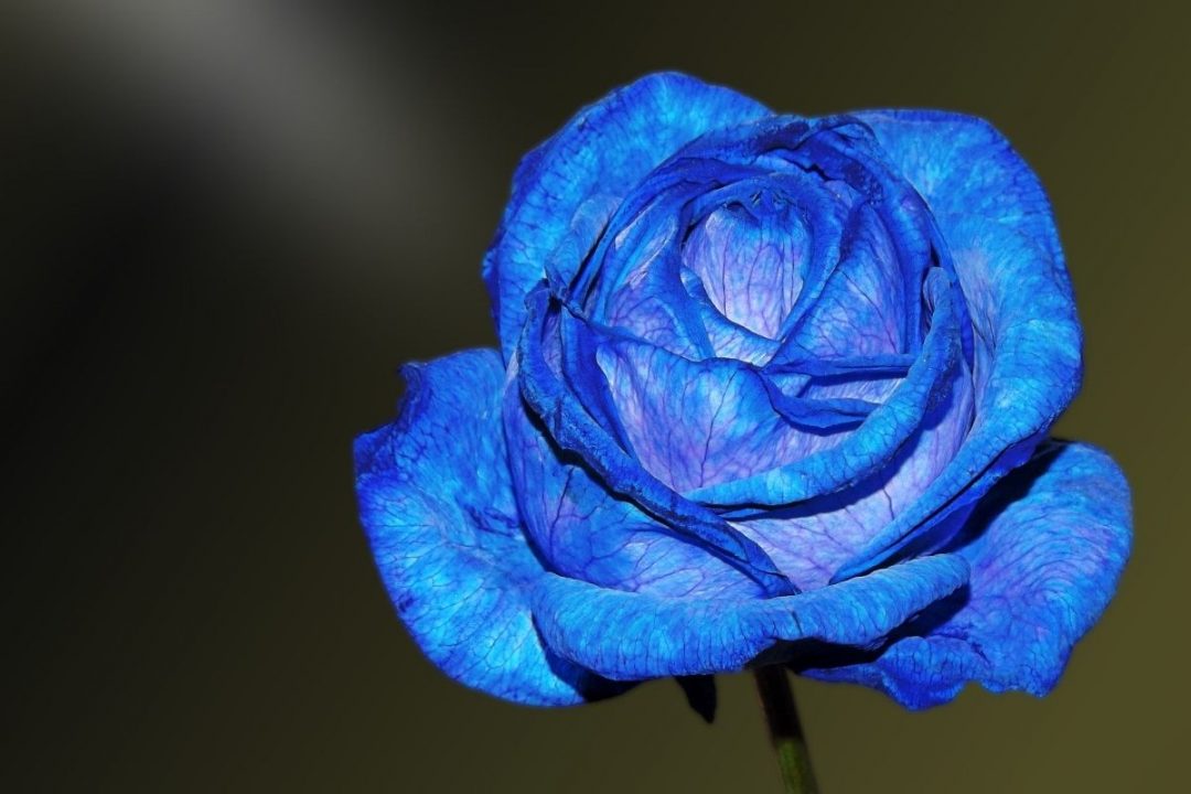 Blue Rose Meaning: Little Mystery Behind Blue Color