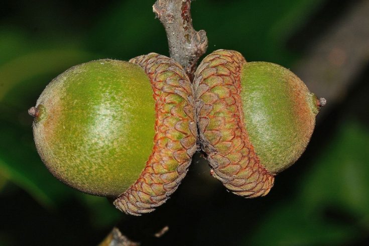 Florida Oak Trees: 11 Types Of Oak Trees In Florida - Plantisima