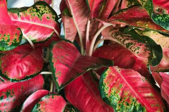 Bring Bold Color to Your Space with These 11 Red Leaf Plants