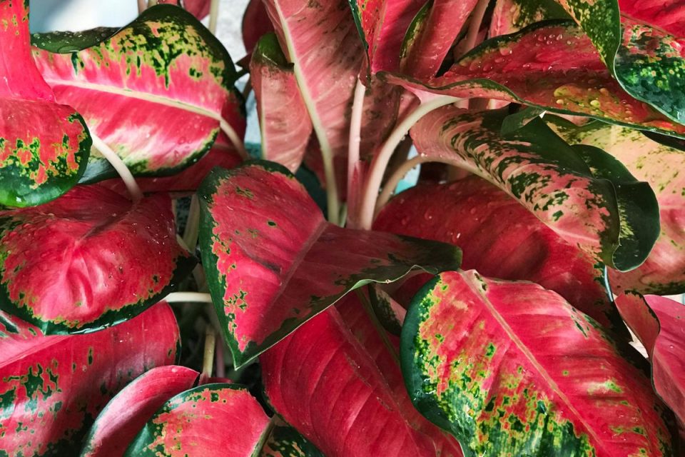 Bring Bold Color to Your Space with These 11 Red Leaf Plants - Plantisima