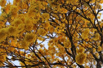 The Top 15 Yellow Flowering Trees and Shrubs to Brighten Your Garden