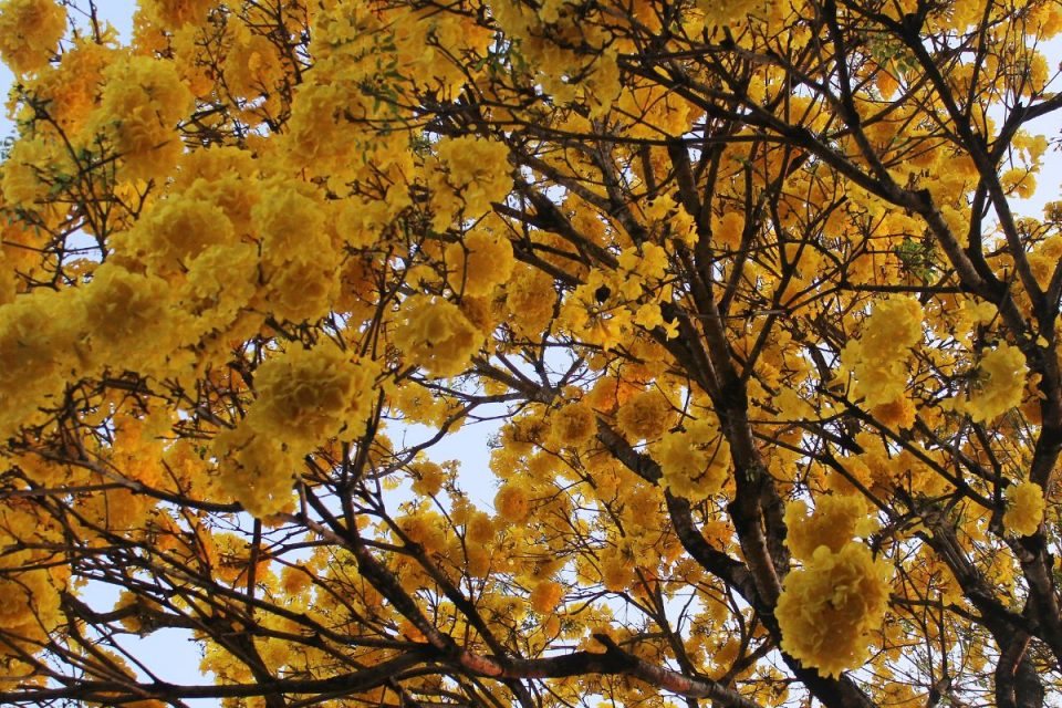 The Top 15 Yellow Flowering Trees and Shrubs to Brighten Your Garden