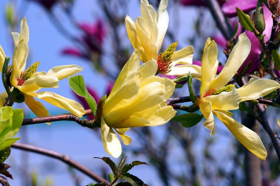 The Top 15 Yellow Flowering Trees and Shrubs to Brighten Your Garden