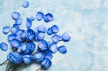 Blue Rose Meaning: Little Mystery Behind Blue Color