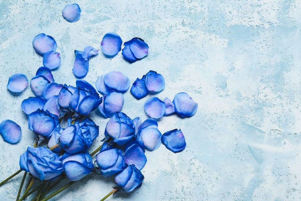 Blue Rose Meaning: Little Mystery Behind Blue Color