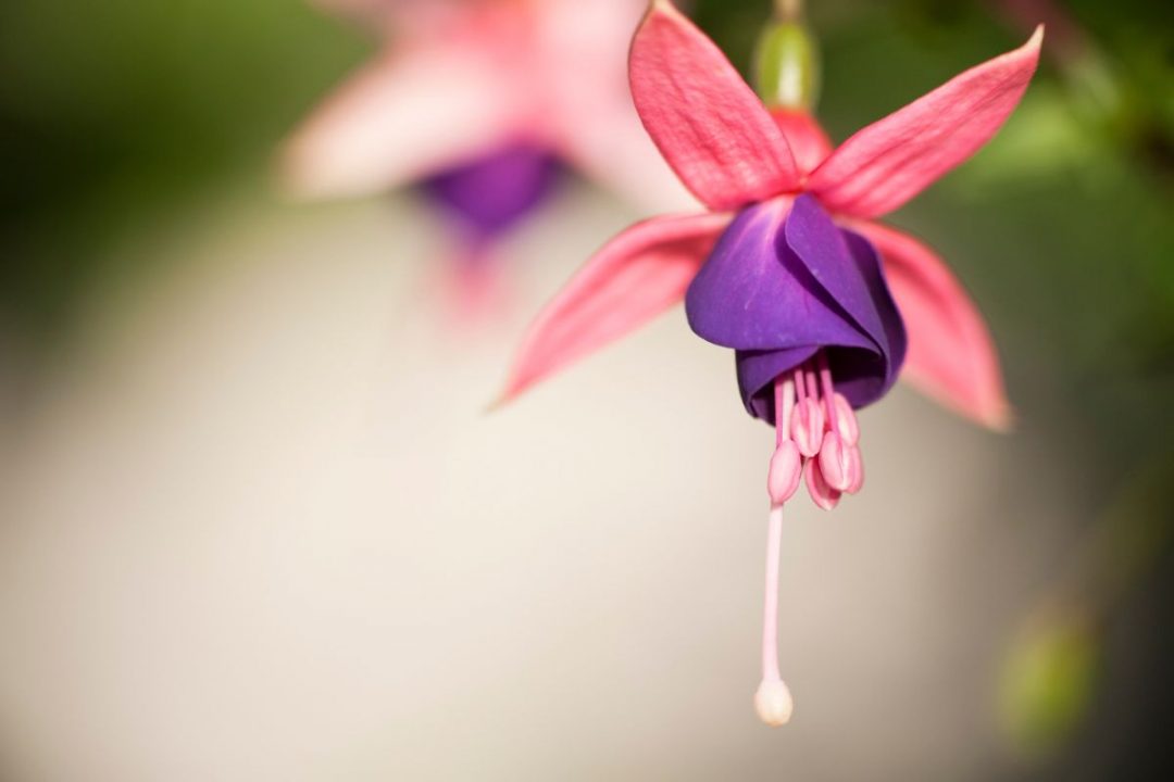 11 Purple Hanging Flowers That Will Elevate Any Garden - Plantisima